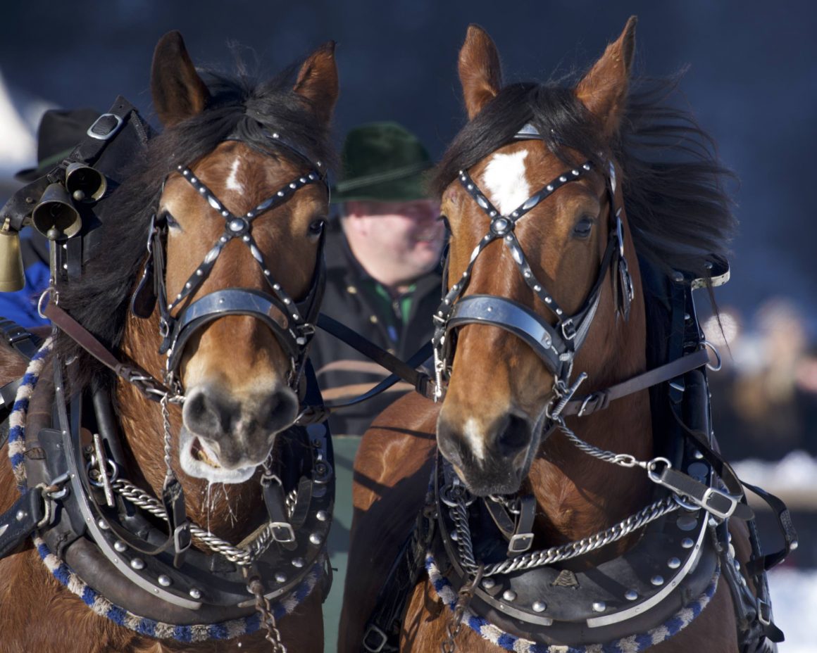 Horse sleigh race – Peter Vermeij